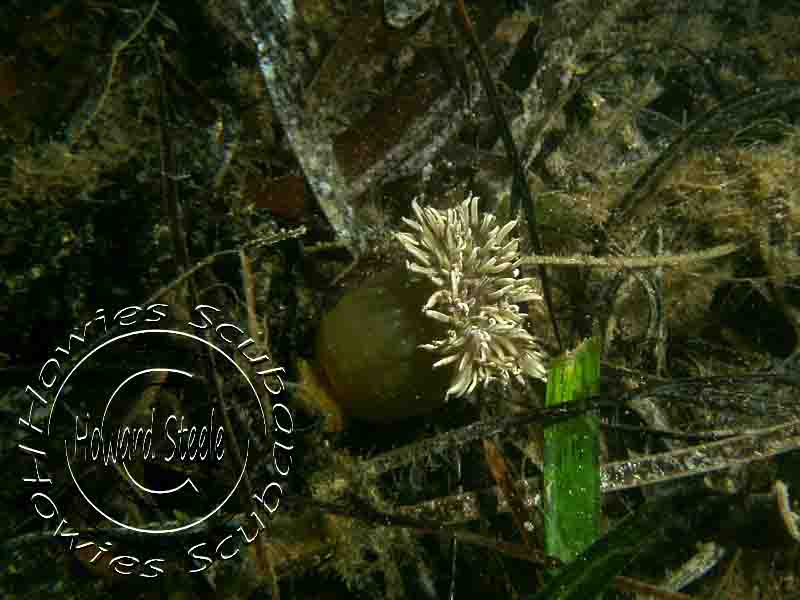 Sea Anemones, Howies Scuba