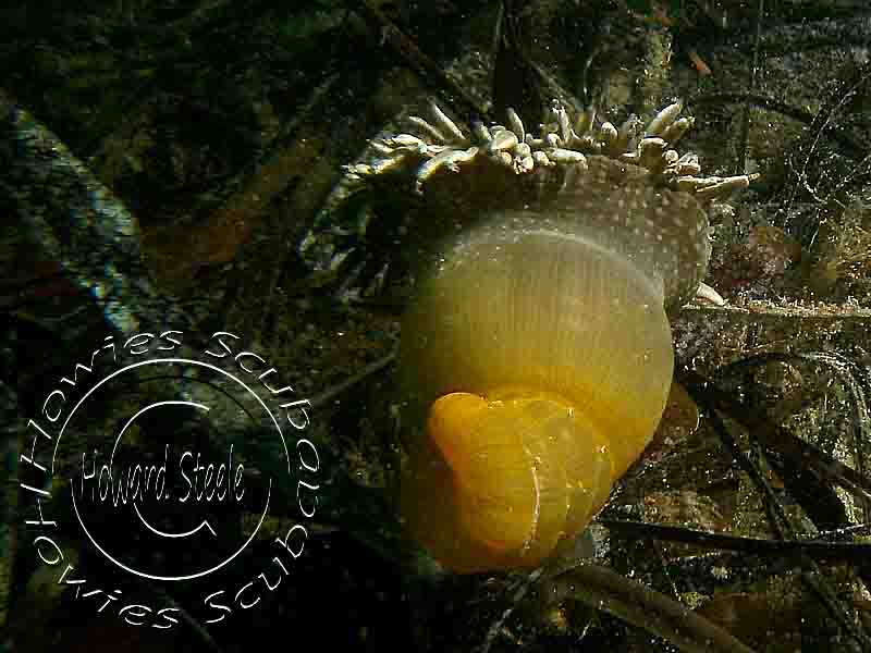 Sea Anemones, Howies Scuba