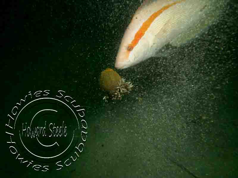 Sea Anemones, Howies Scuba