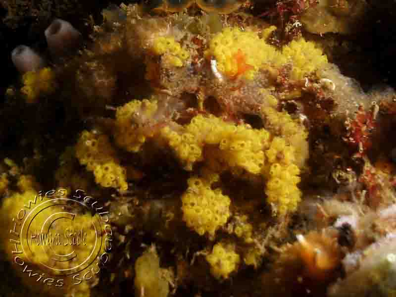 Ascidians and Seasquirts, Howies Scuba