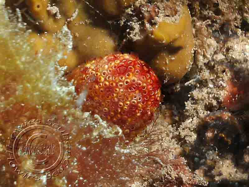 Ascidians and Seasquirts, Howies Scuba