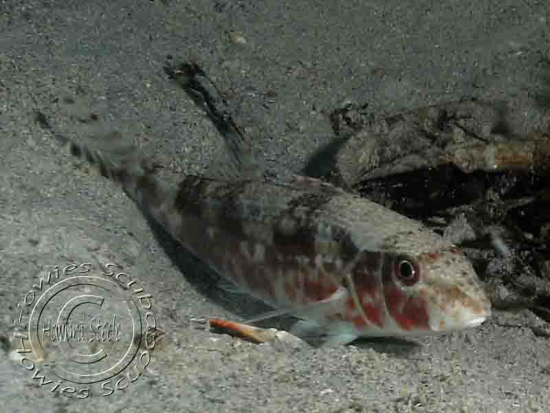 Goatfish, Howies Scuba