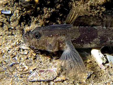 Gobies, Howies Scuba