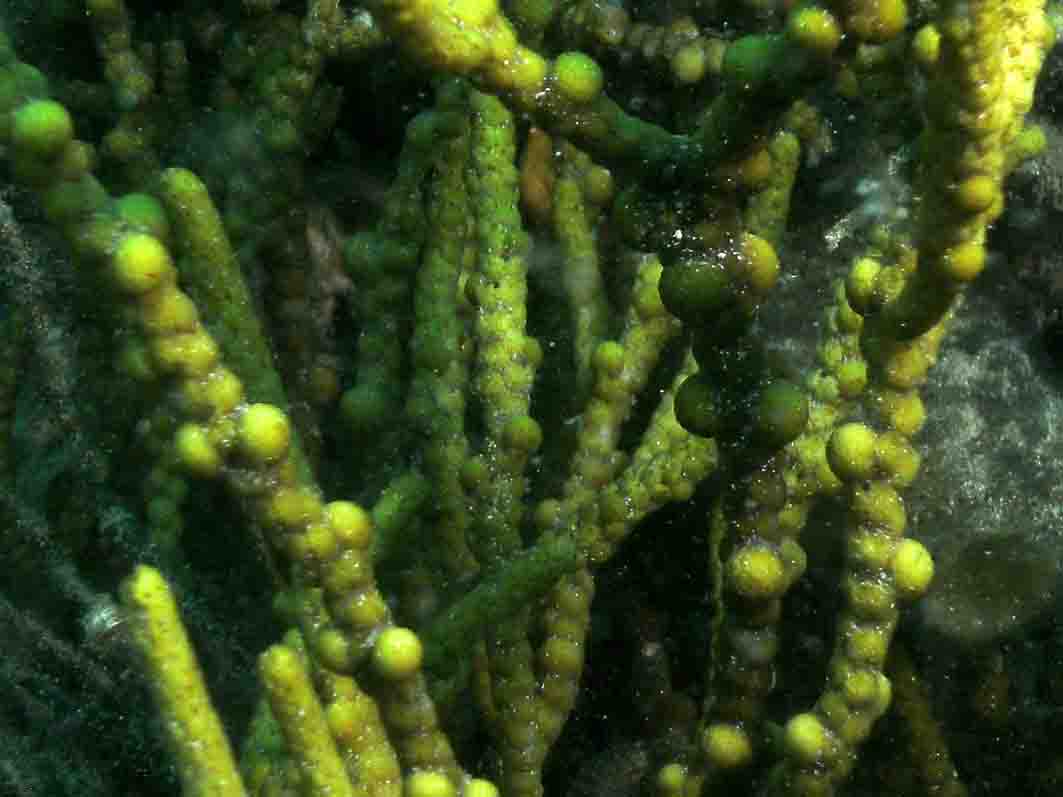 Brown Algae's & Weed's, Howies Scuba