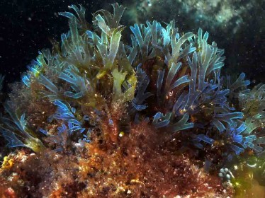 Brown Algae's & Weed's, Howies Scuba