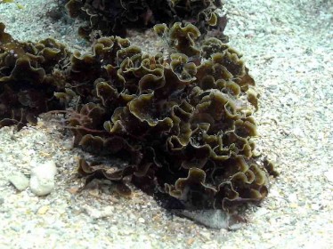 Brown Algae's & Weed's, Howies Scuba