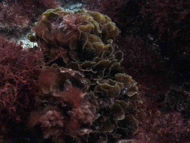 Brown Algae's & Weed's, Howies Scuba