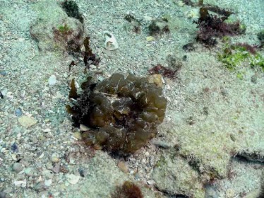 Brown Algae's & Weed's, Howies Scuba