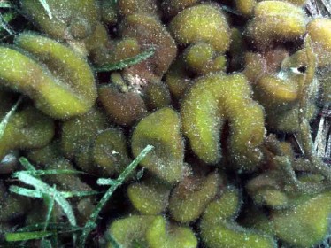 Green Algae's,Weed's & Grasses, Howies Scuba