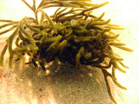Green Algae's,Weed's & Grasses, Howies Scuba