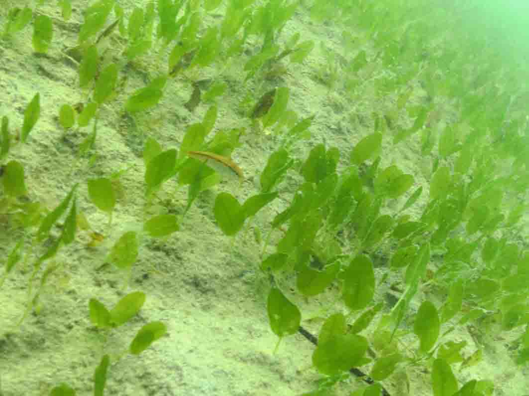 Green Algae's,Weed's & Grasses, Howies Scuba