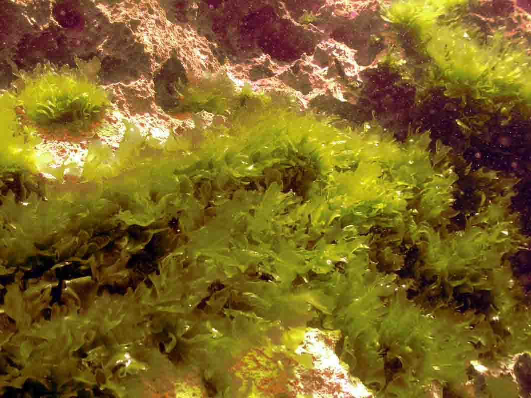 Green Algae's,Weed's & Grasses, Howies Scuba