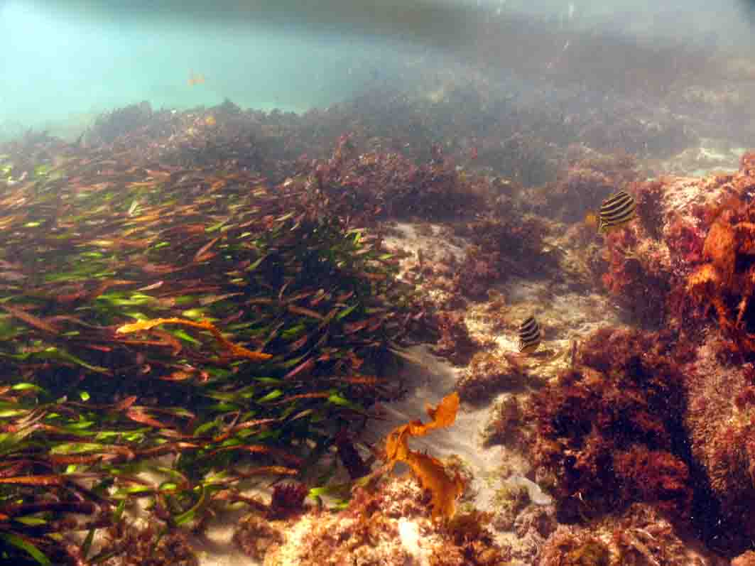 Green Algae's,Weed's & Grasses, Howies Scuba