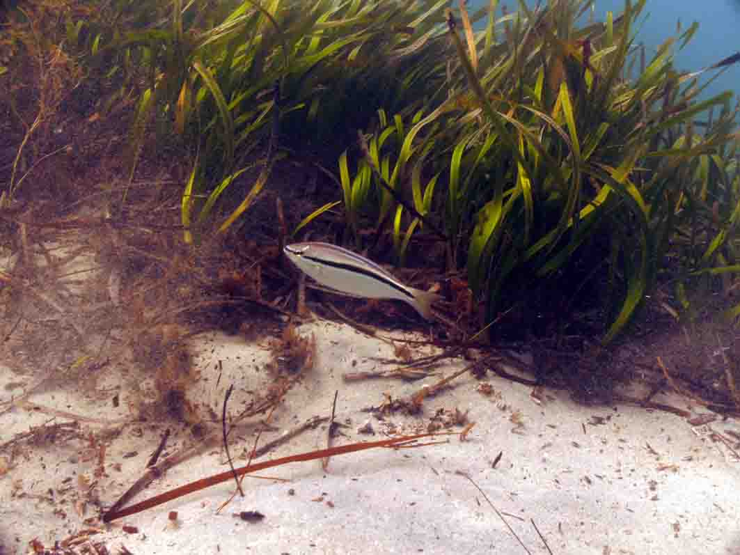 Green Algae's,Weed's & Grasses, Howies Scuba