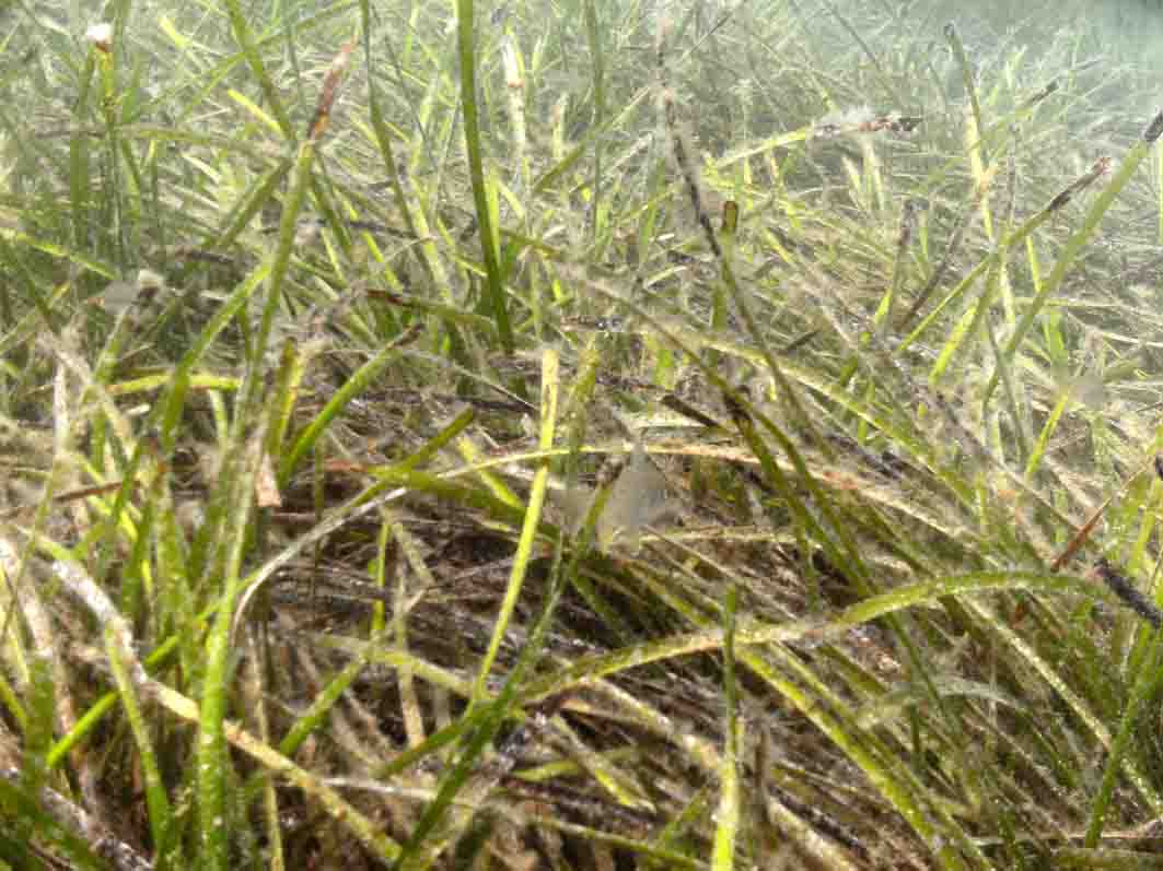 Green Algae's,Weed's & Grasses, Howies Scuba