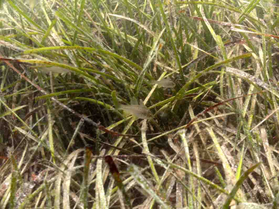 Green Algae's,Weed's & Grasses, Howies Scuba