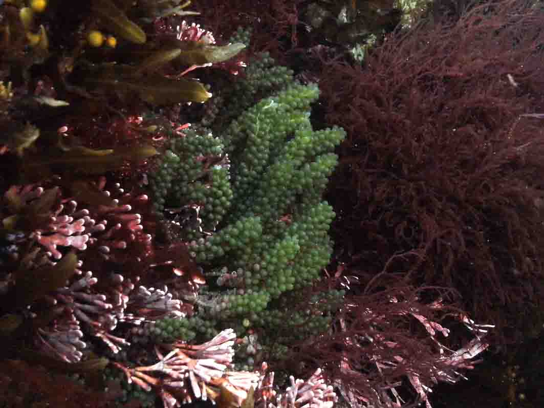 Green Algae's,Weed's & Grasses, Howies Scuba