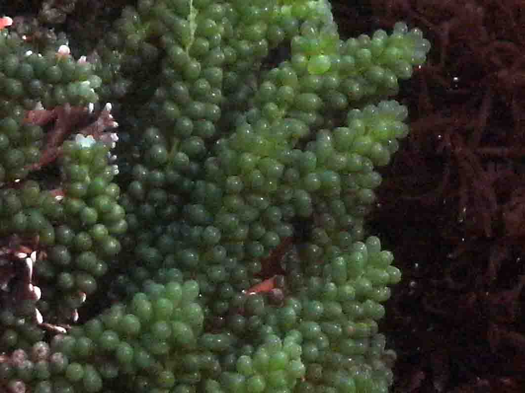 Green Algae's,Weed's & Grasses, Howies Scuba