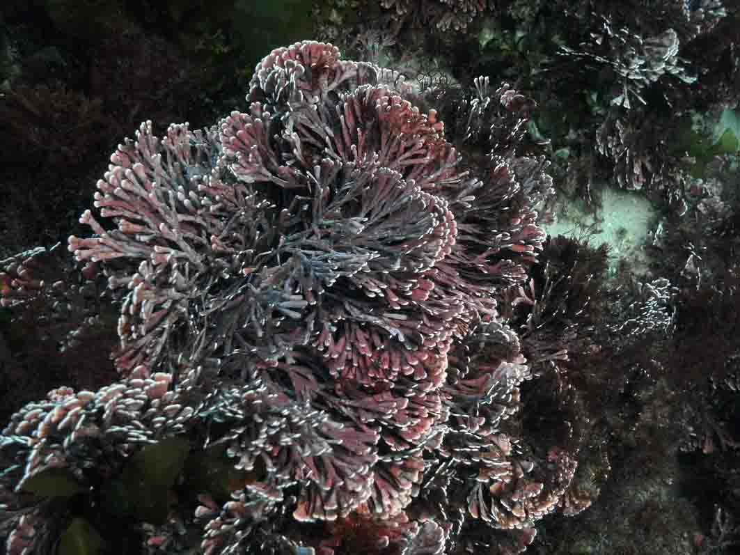 Red Algae's & Weed's, Howies Scuba