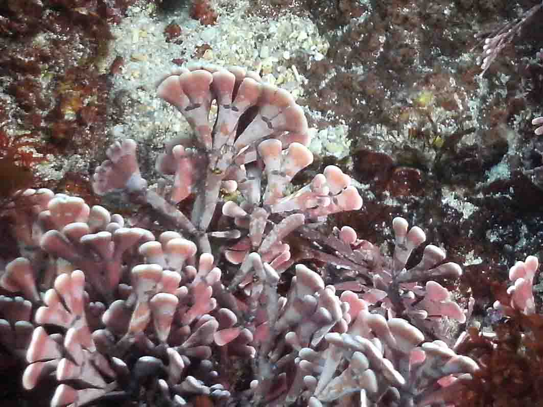 Red Algae's & Weed's, Howies Scuba