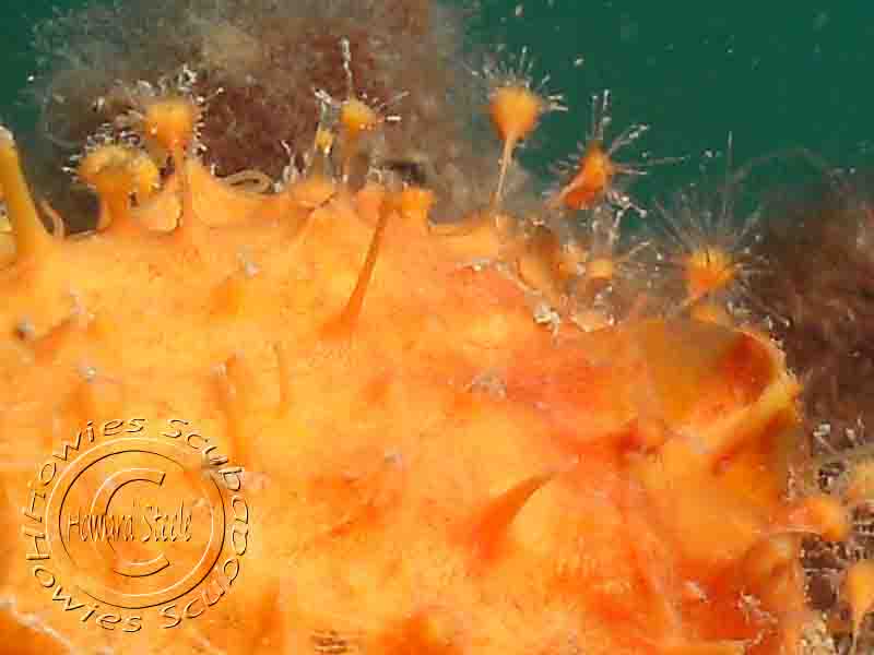 Identified Sponges, Howies Scuba