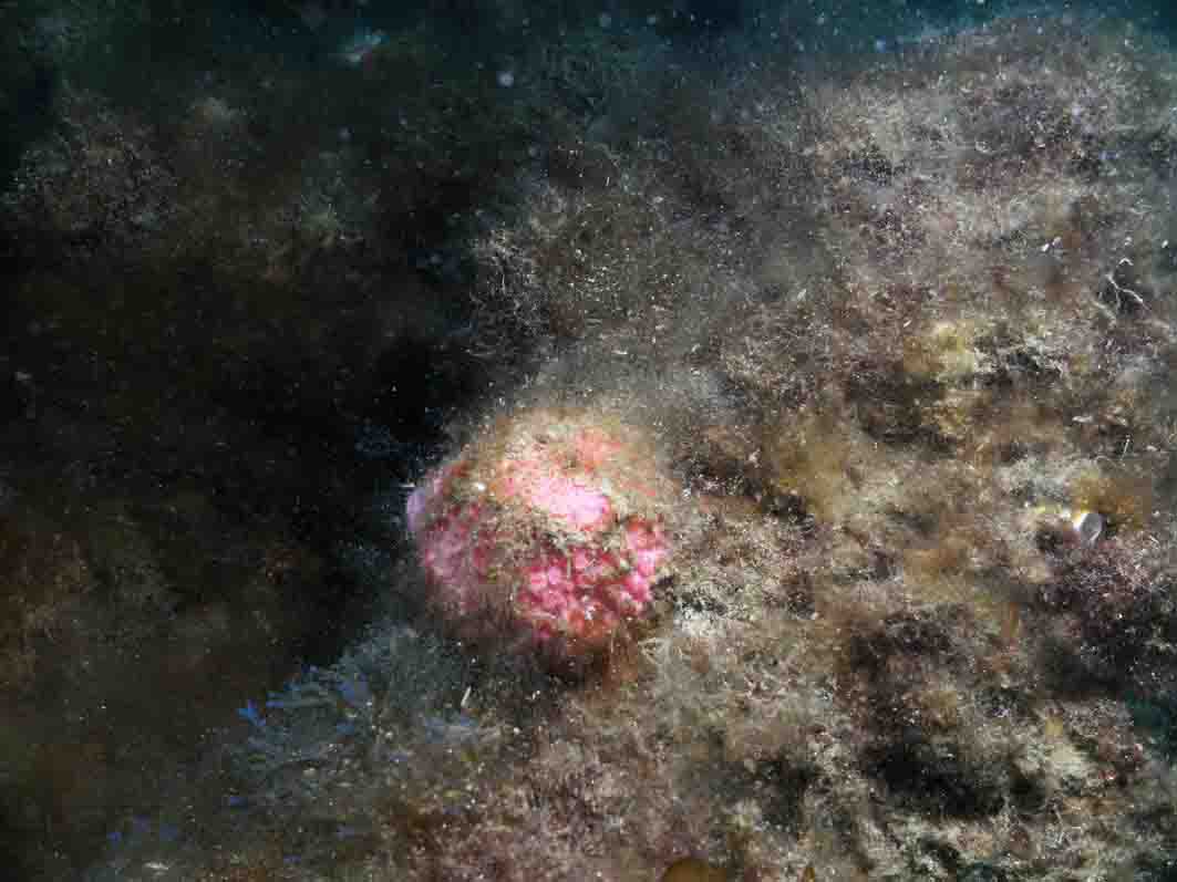 Identified Sponges, Howies Scuba