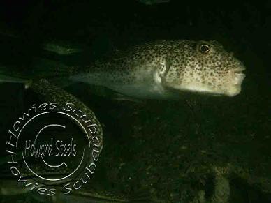 Toadfish, Howies Scuba