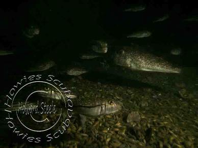 Toadfish, Howies Scuba