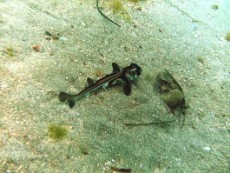 Shore Dive Sites Perth WA, Howies Scuba